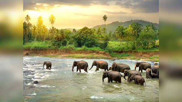 Where to see elephants in India: Top 5 locations