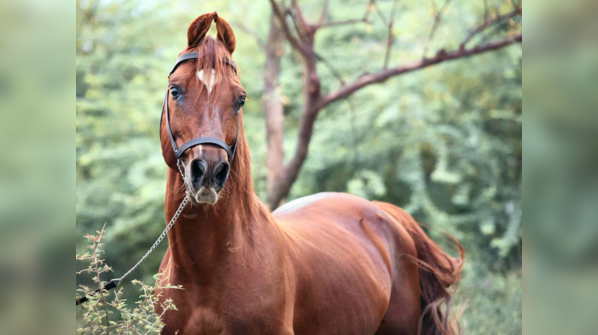 Top 10 best native Indian horse breeds