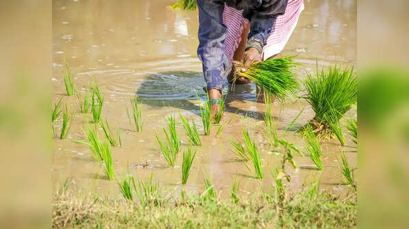 7 largest rice producing states of India