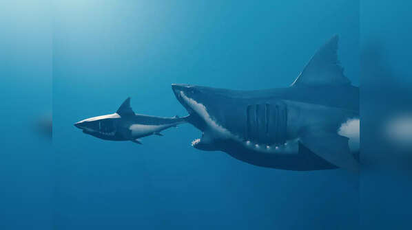 8 largest animals that ever lived