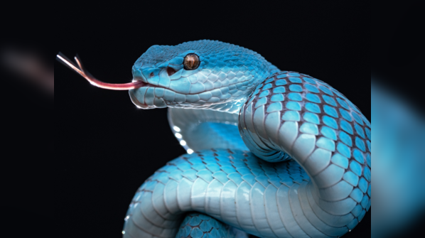 What it means if you see a snake in your dream, based on the snake’s color