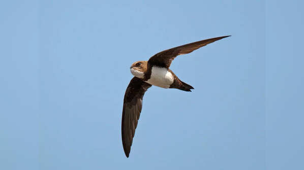 10 animals that don’t sleep and how