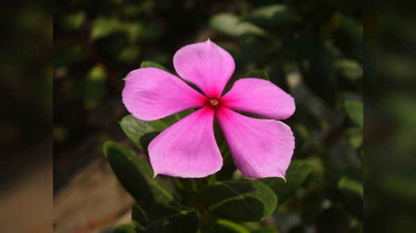 How Ayurvedic herb Sadabahar can be used to manage diabetes