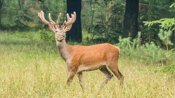 10 largest deer species in the world