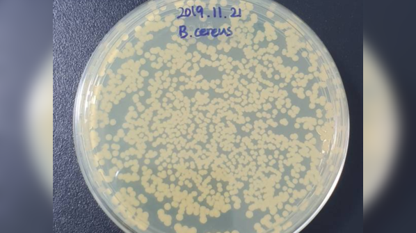 Eating leftover rice stored incorrectly can cause vomiting and diarrhea ...