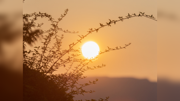 Why morning sunlight is vital for health and the best way to absorb it