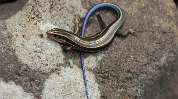 7 lesser-known animals that have colourful blood and why