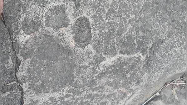 Photos: 35 million-year-old feline footprint found in Telangana forest