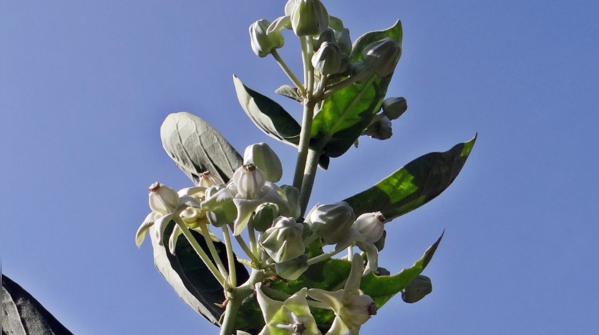 What is Aak flower? And why is it offered to Lord Shiva