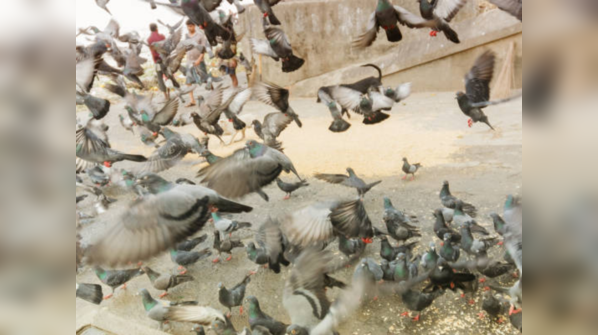Pigeon droppings can lead to severe lung issues: Here’s how