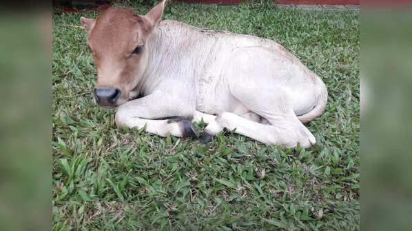 Kerala Vechur Cow: The smallest cattle breed in the world with ...
