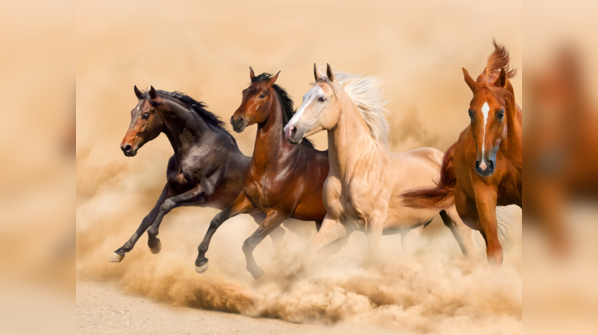 Top 10 best native Indian horse breeds