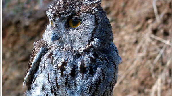 Owl species and their characteristics: From tiny screech-owls to ...