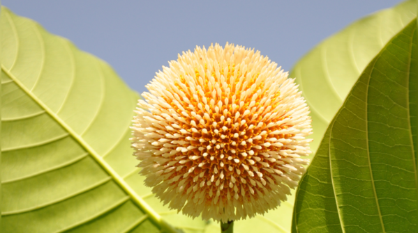 From Banyan to Kadamba: Trees that fulfill wishes and grant blessings