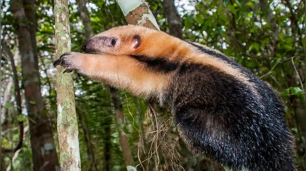 The world’s smelliest animals you have to smell to believe