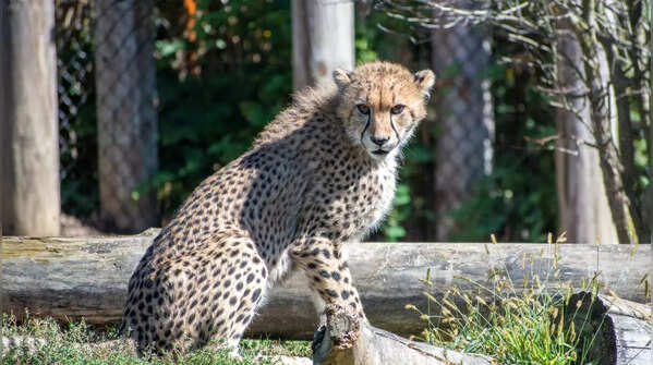 7 types of Cheetahs found around the world