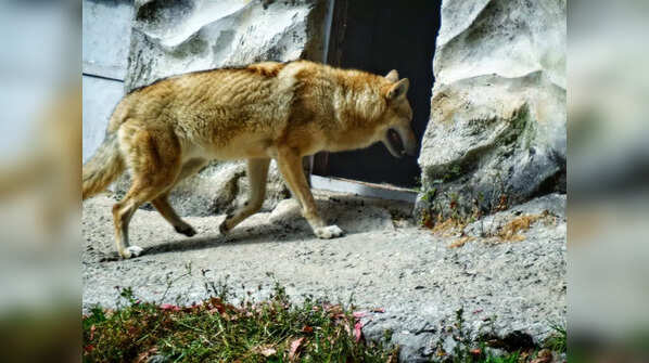 These rare animals are only found in the Himalayas