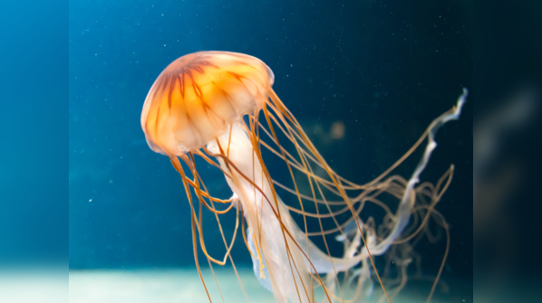 8 animals that DO NOT have brain