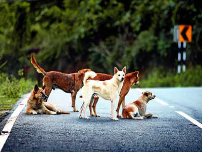 Citizens enlisted to build safer wards, tackle stray dog menace
