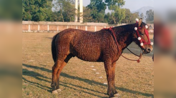 Top 10 best native Indian horse breeds