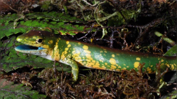 From Yellow to Blue: 10 animals with unique blood colour
