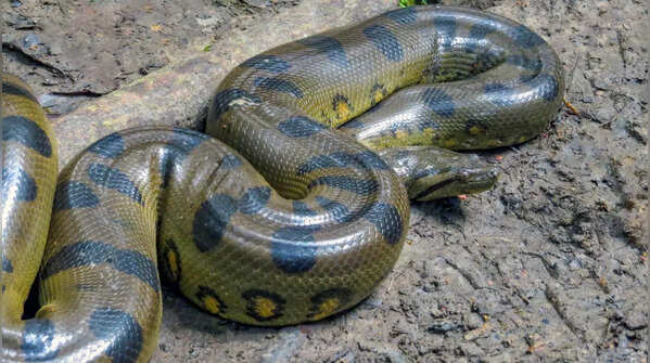 This 26-foot, 500kg Northern Green Anaconda is the world’s largest snake