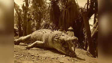 World Biggest Crocodile Ever Caught World's Largest Crocodile