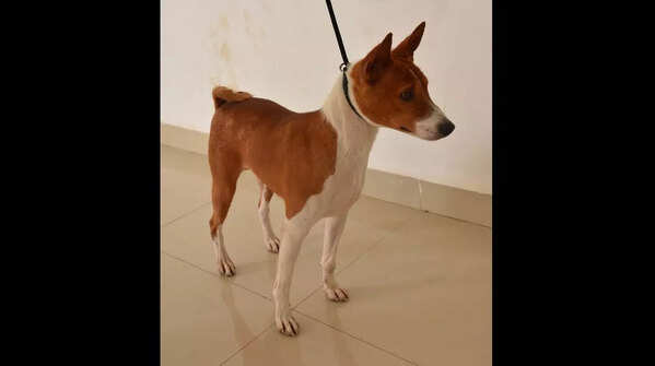 Chinese Chow Chow, African Basenji: 55 dog breeds steal the show in Madurai