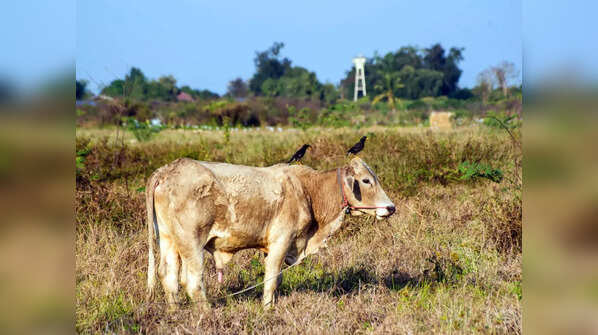 Kerala Vechur Cow: The smallest cattle breed in the world with ...