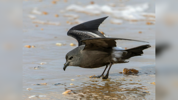 7 amazing birds that can swim like Penguins
