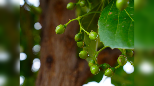 This rare Indian fruit comes in the market for just 2 months, and has ...