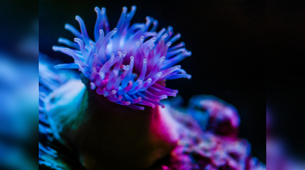 8 animals that DO NOT have brain