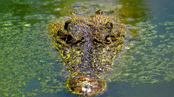 10 largest crocodiles in the world