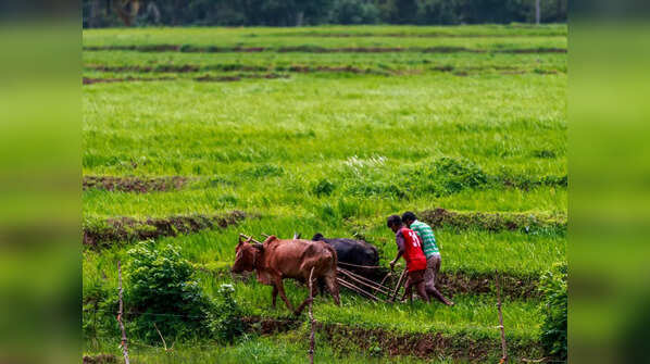 7 largest rice producing states of India