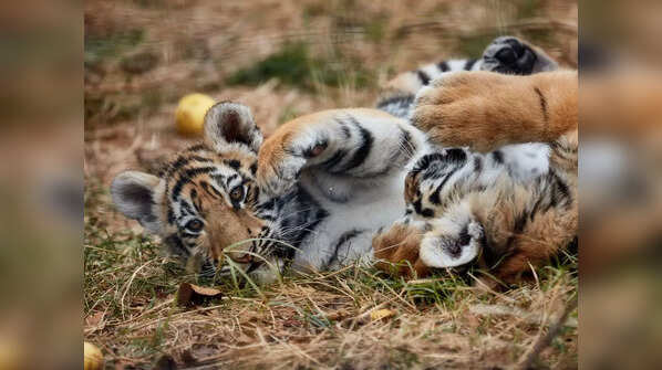 International Tiger Day 2024: Most adorable photos of tiger cubs you ...