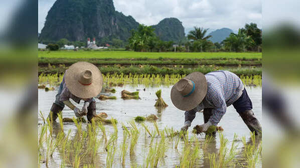 7 largest rice producing states of India