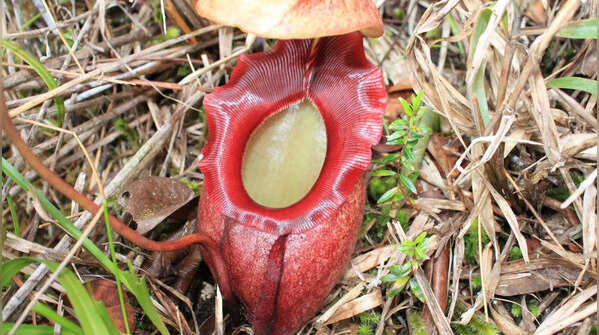 5 carnivorous plants that eat animals