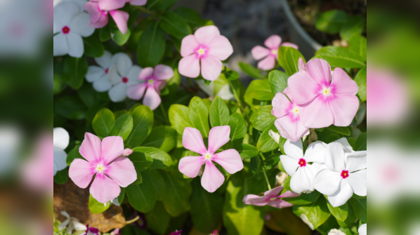 How Ayurvedic herb Sadabahar can be used to manage diabetes