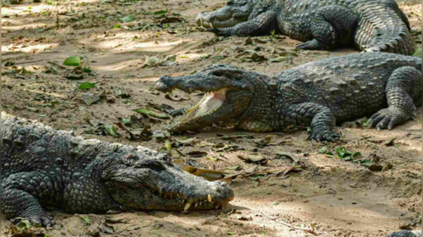 9 best places in India to spot crocodiles sunbathing