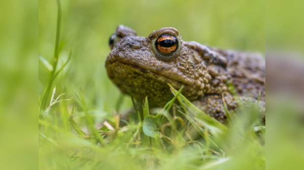 From dog to tortoise, 5 strange animals that were sent to space