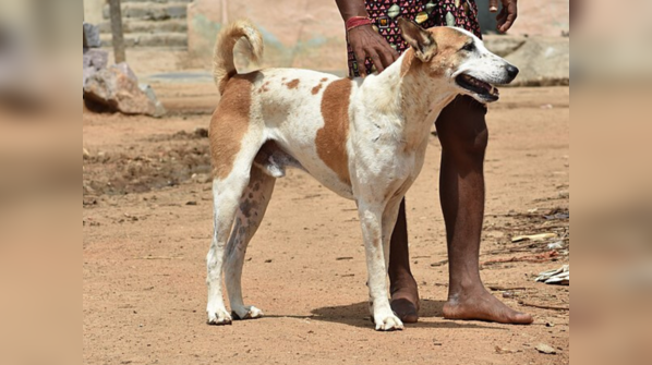 8 amazing Indian dog breeds that everyone should know