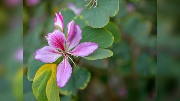 Benefits of Edible Flowers: What are edible flowers and how to use them?