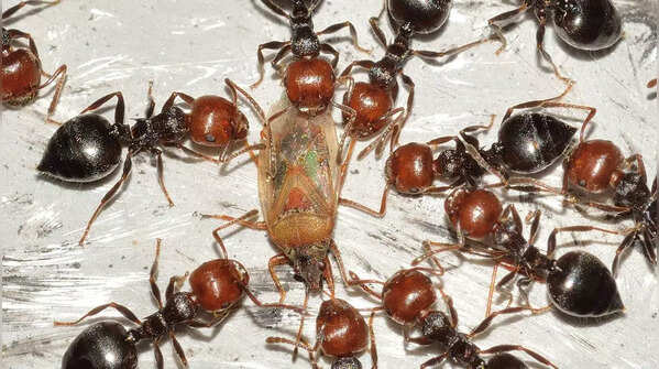 7 shocking secrets about ants you didn’t know