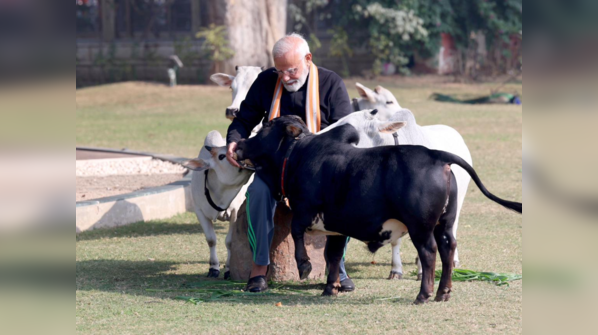 In pics| PM Modi feeds cows at his residence on the occasion of Makar ...