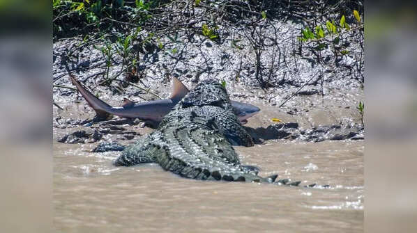 10 largest crocodiles in the world