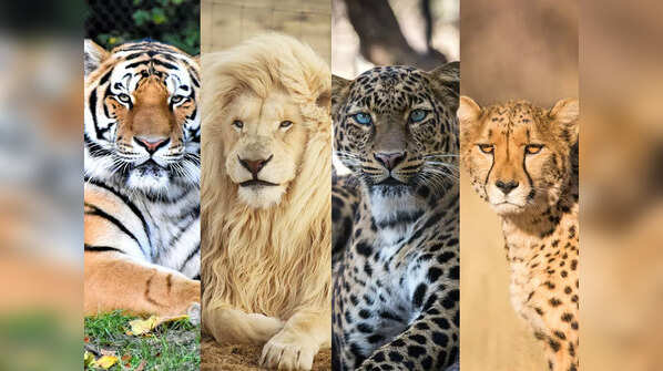 Tiger vs Lion vs Leopard vs Cheetahs: Which animal is the strongest