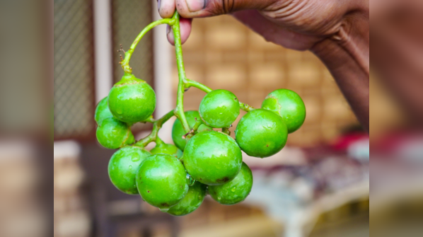 This rare Indian fruit comes in the market for just 2 months, and has ...