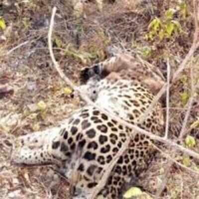 Dead leopard found near Vasai, paws missing