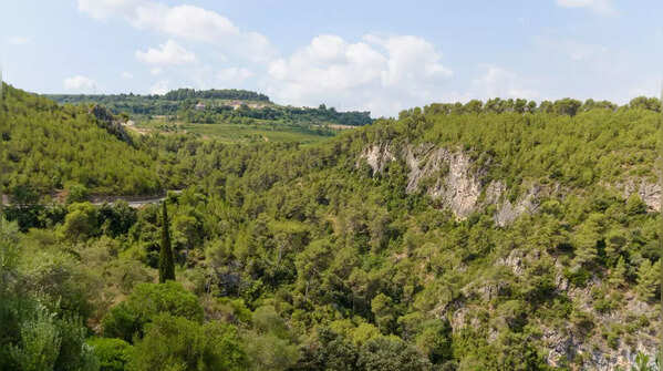 7 types of forests found around the world