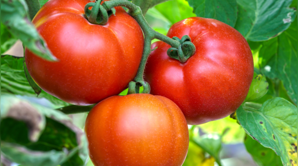 Raw Tomato Benefits: 10 health benefits of eating raw tomato